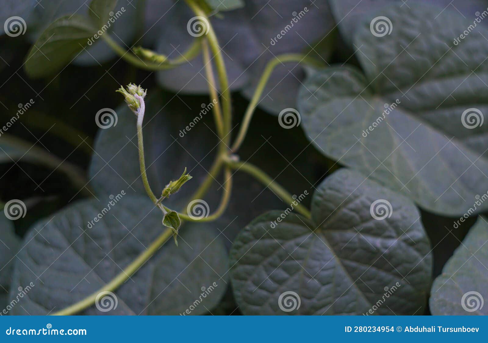 Twisted flower buds stock photo. Image of twig, botanical - 280234954