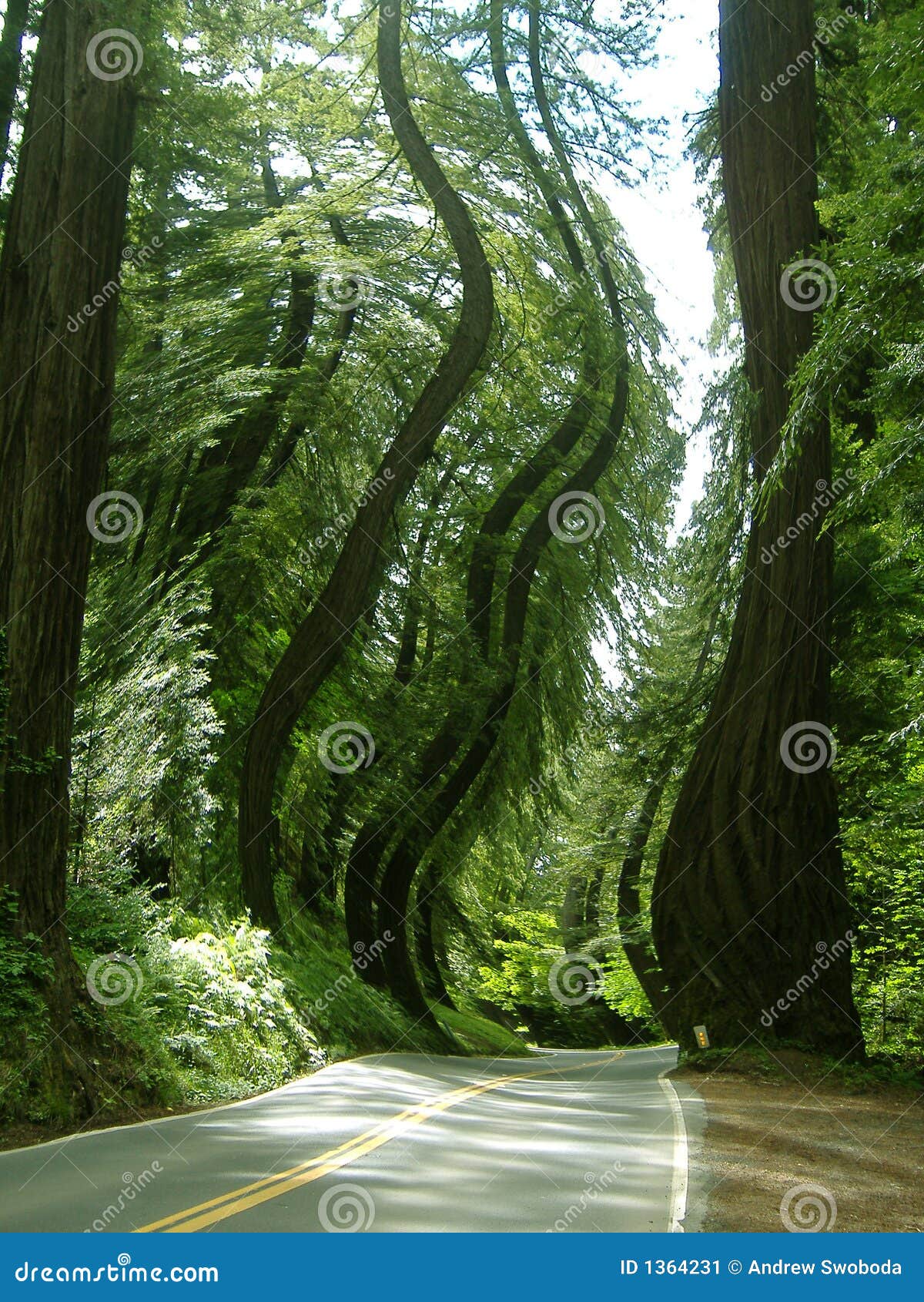 Twisted Forest stock image. Image of pine, trees, woods - 1364231
