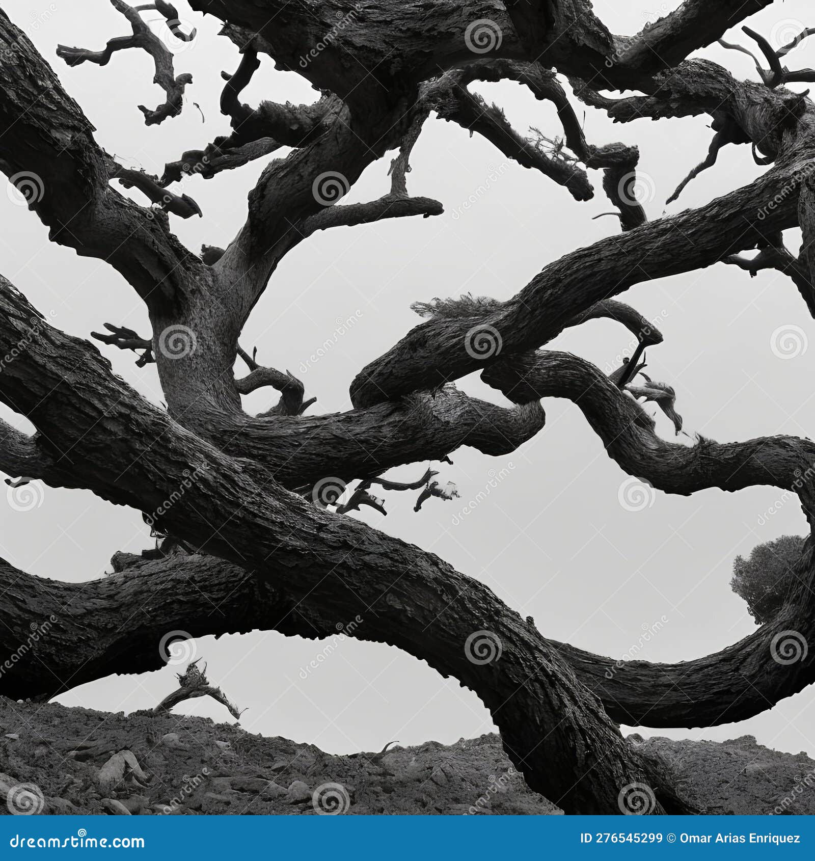 A Twisted and Gnarled Texture with Twisted Branches and Roots2 ...