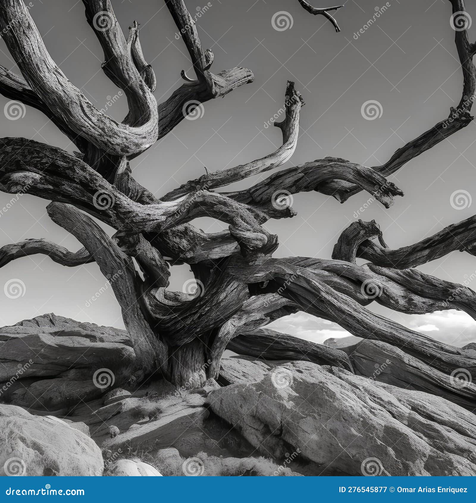 A Twisted and Gnarled Texture with Twisted Branches and Roots1 ...