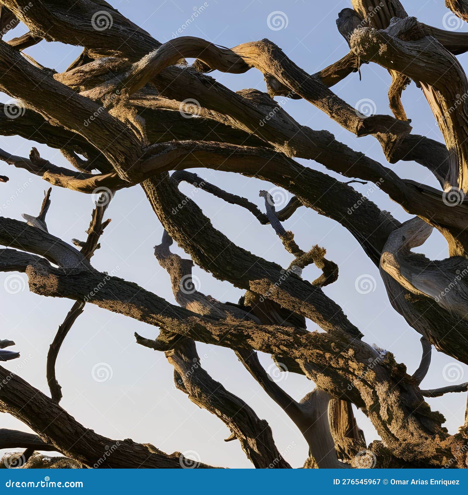 A Twisted and Gnarled Texture with Twisted Branches and Roots5 ...
