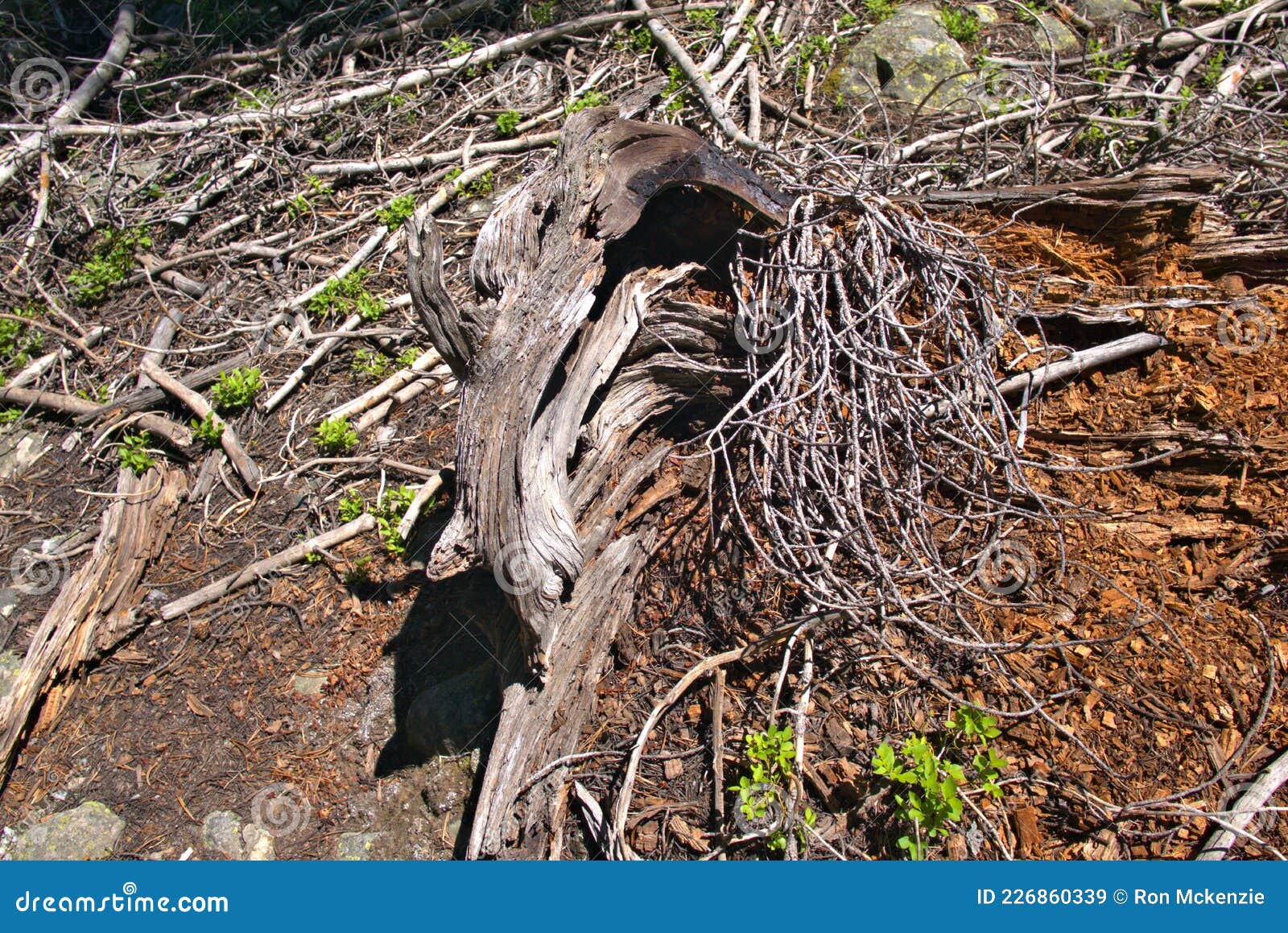 Twisted gnarled tree stump stock image. Image of tree - 226860339
