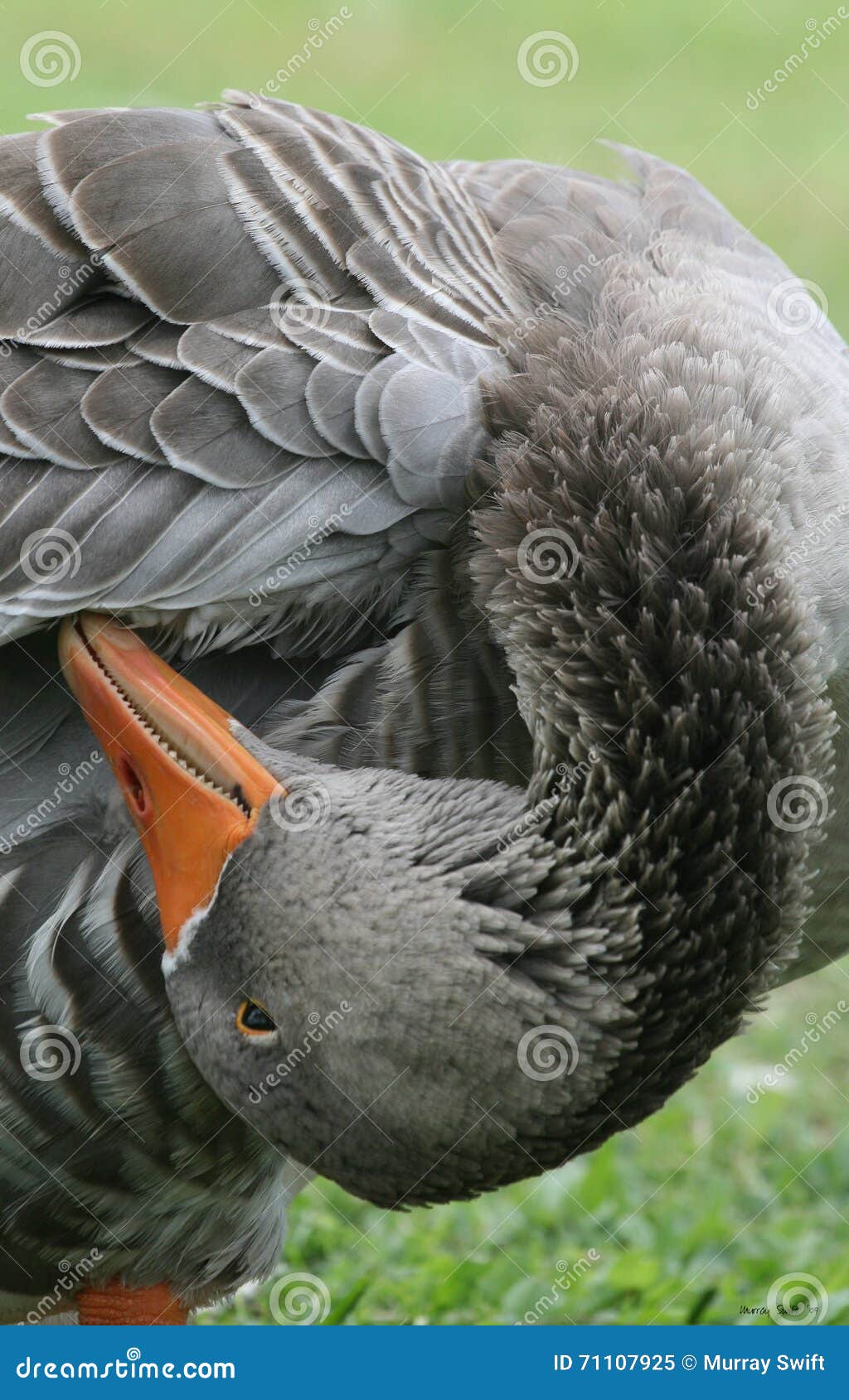 Twisted Goose stock image. Image of orange, goose, feathers - 71107925