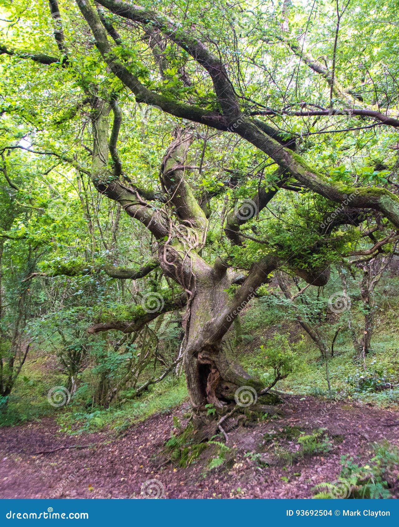 Twisted haunted tree stock photo. Image of summer, wood - 93692504