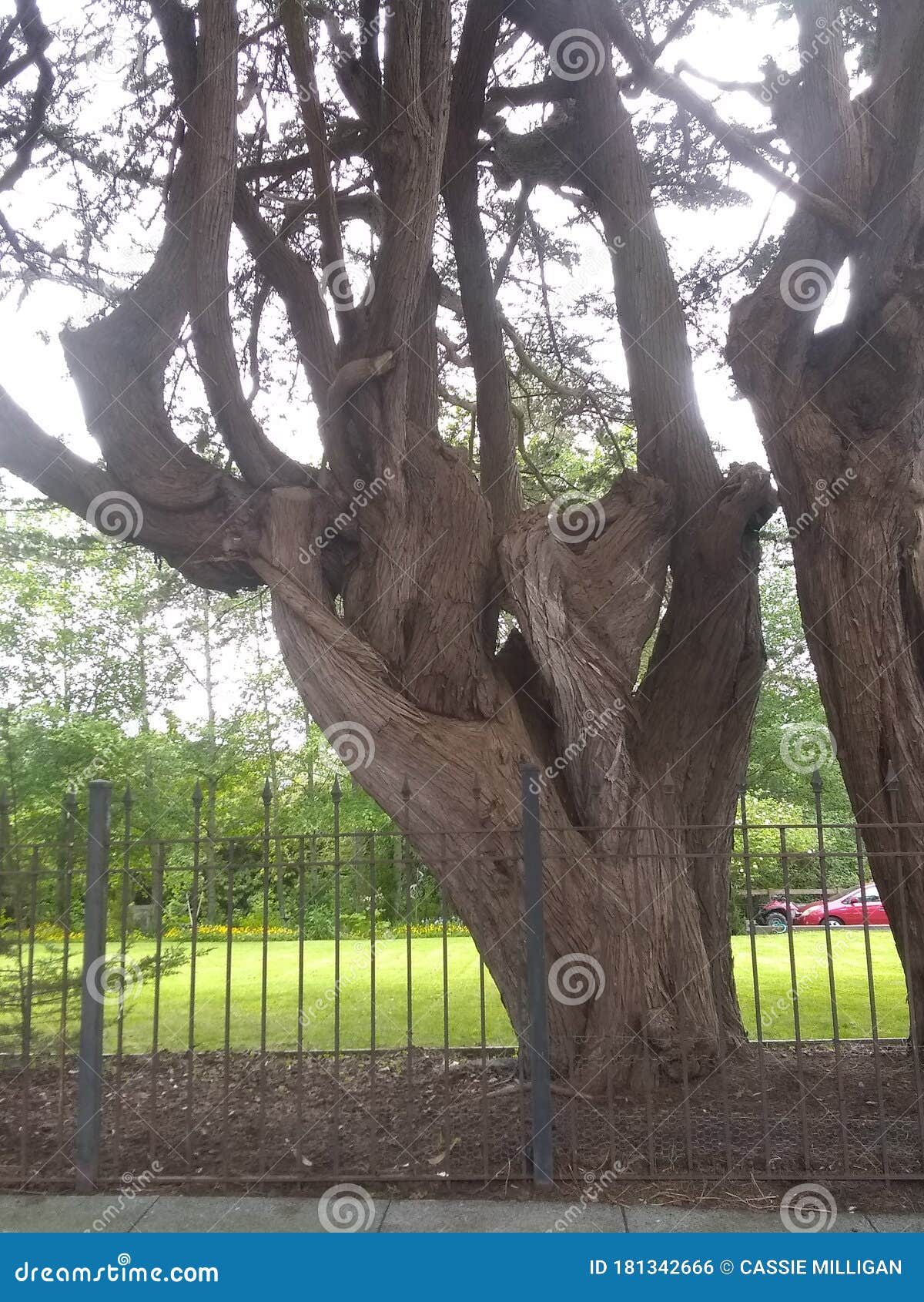 Twisted and haunted trees stock photo. Image of haunted - 181342666