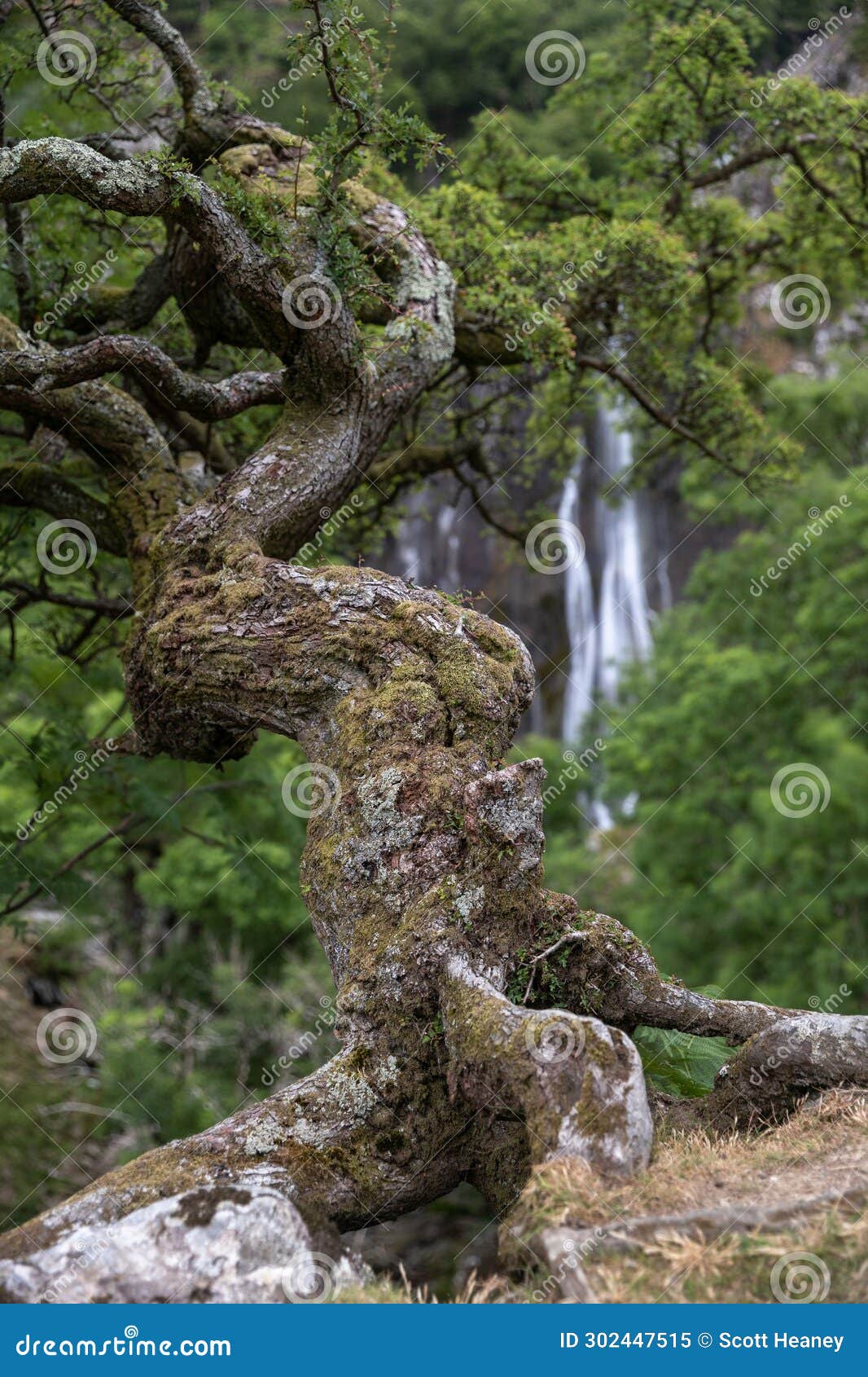 Twisted Hawthorne Tree Branches with a Waterfall in the Background ...