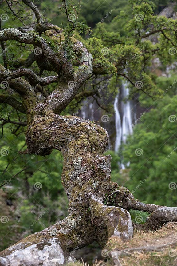 Twisted Hawthorne Tree Branches with a Waterfall in the Background ...