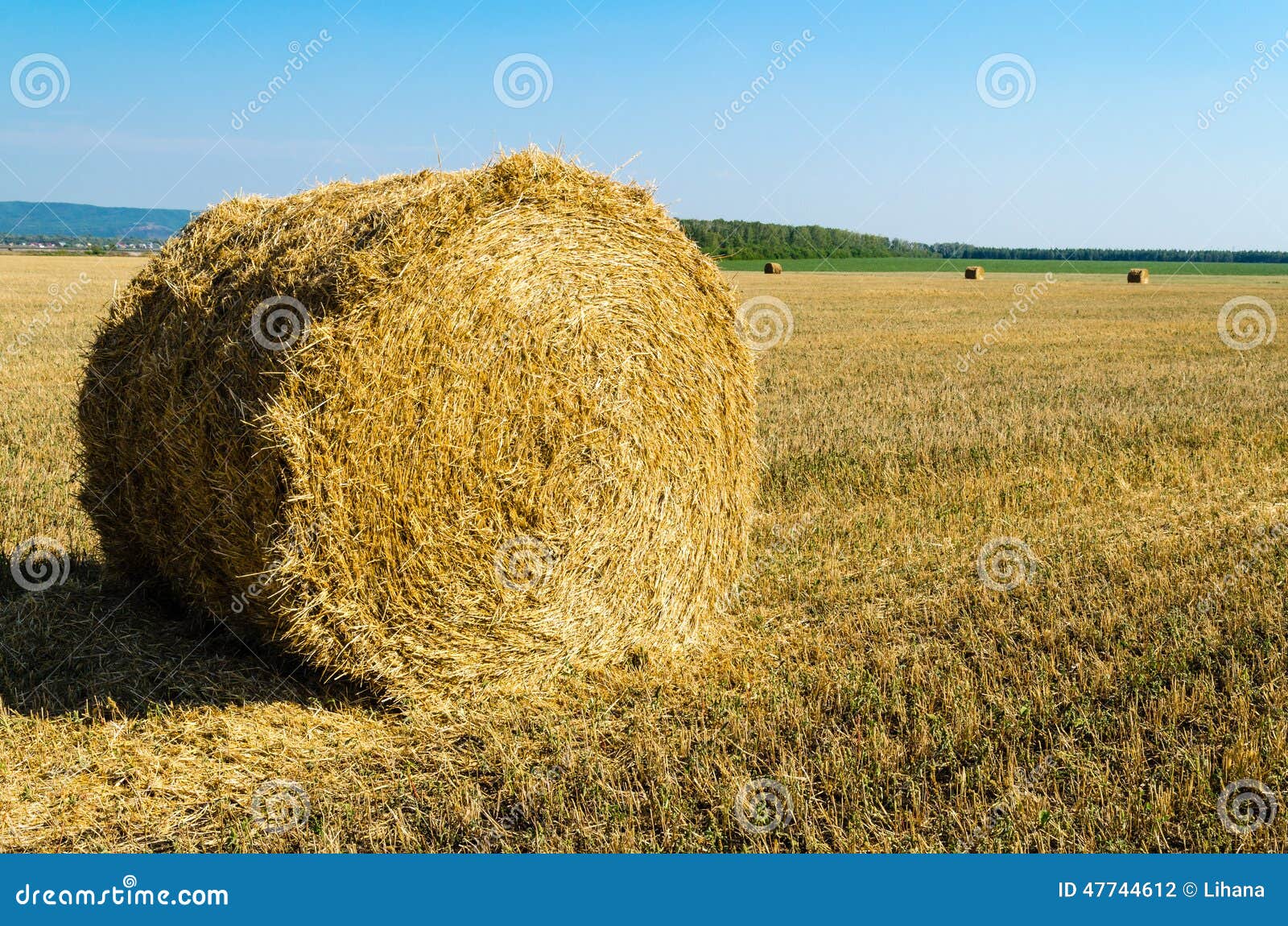 Twisted Hay on the Field in Summer Stock Photo - Image of agriculture ...