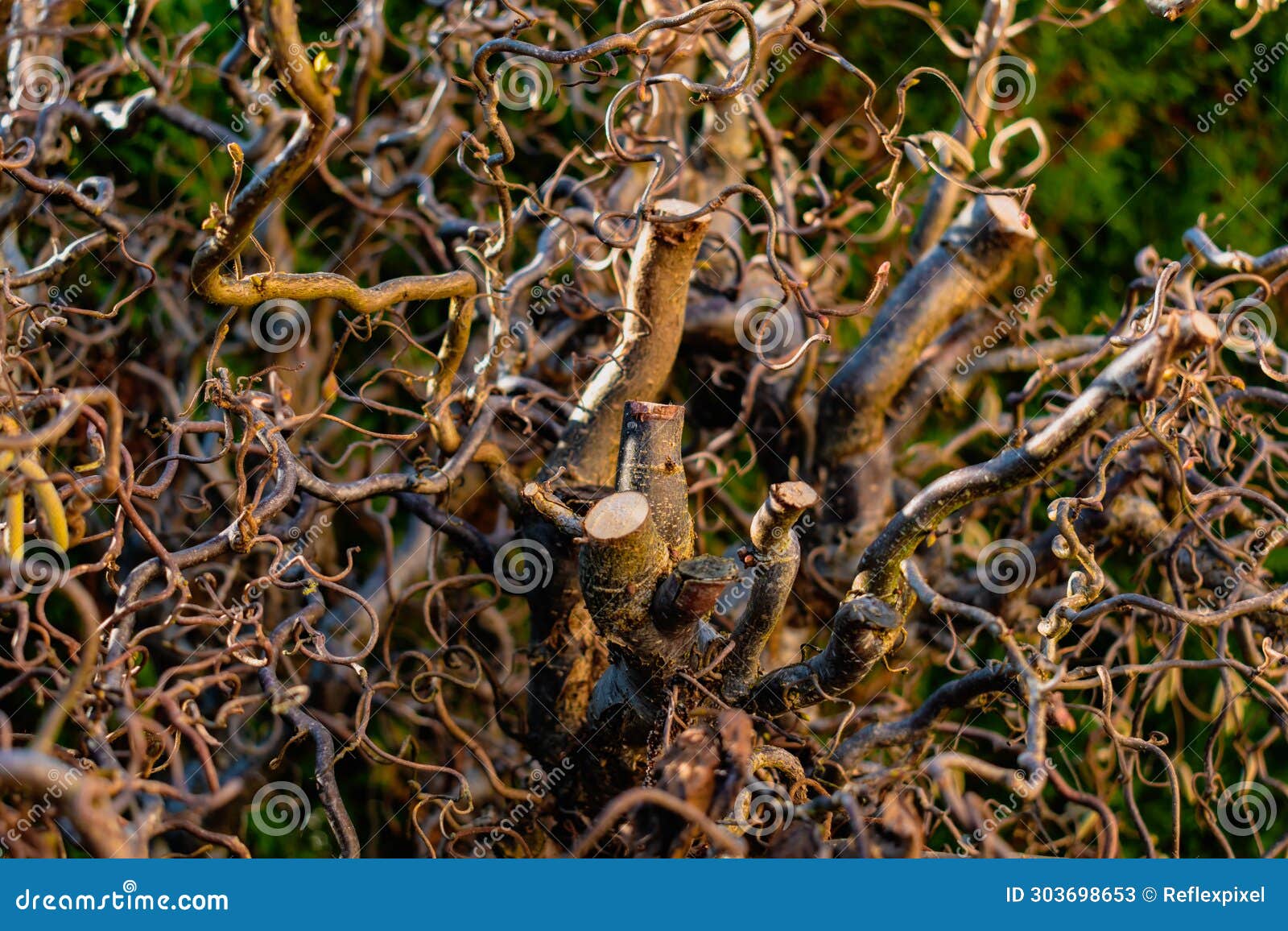 Twisted Hazel Tree in the Middle of Winter without Foliage with Wavy ...
