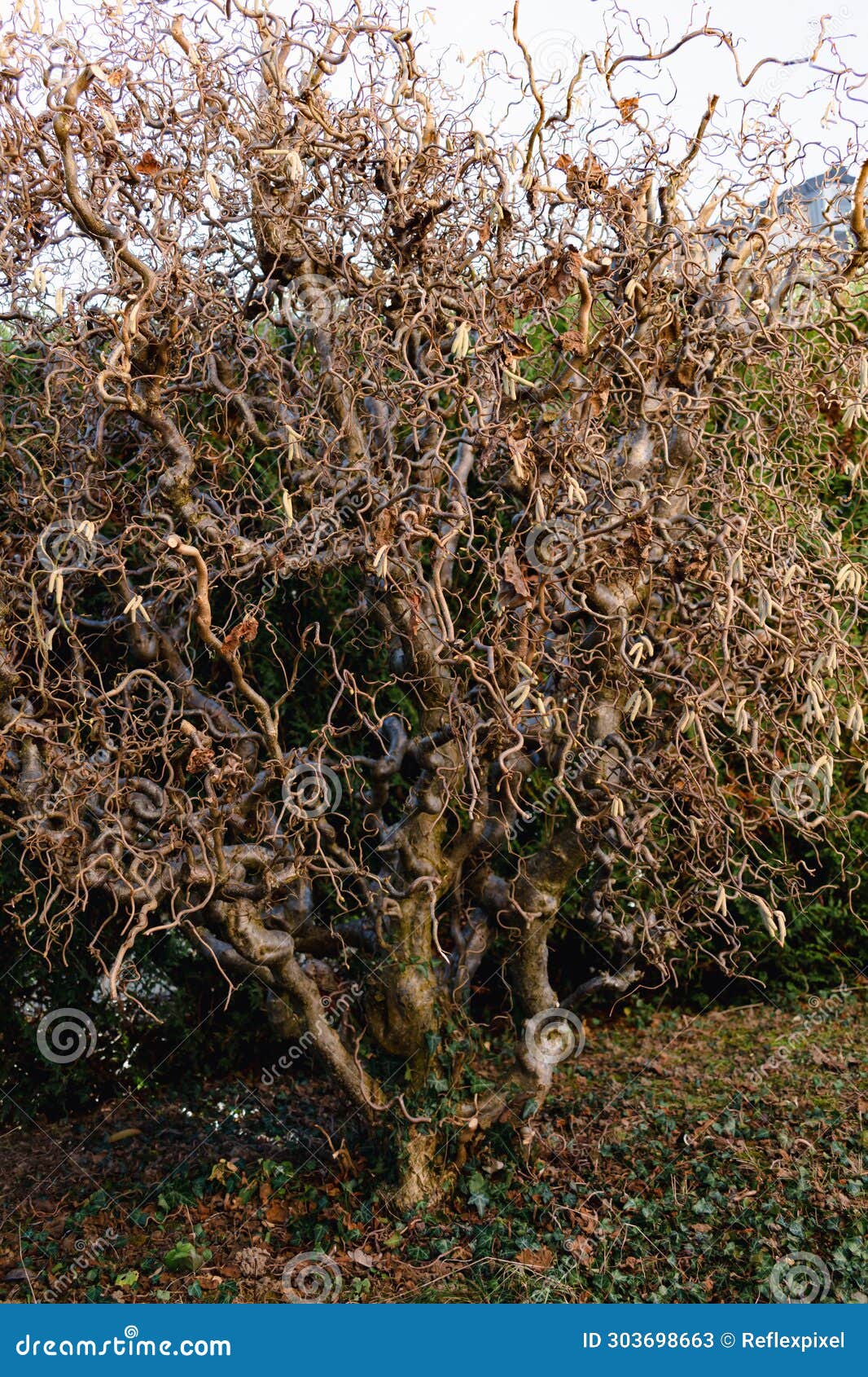 Twisted Hazel Tree in the Middle of Winter without Foliage with Wavy ...