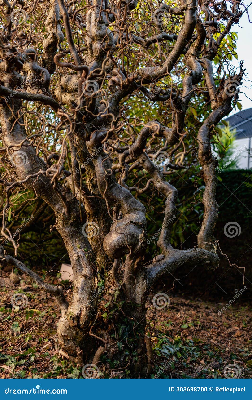 Twisted Hazel Tree in the Middle of Winter without Foliage with Wavy ...