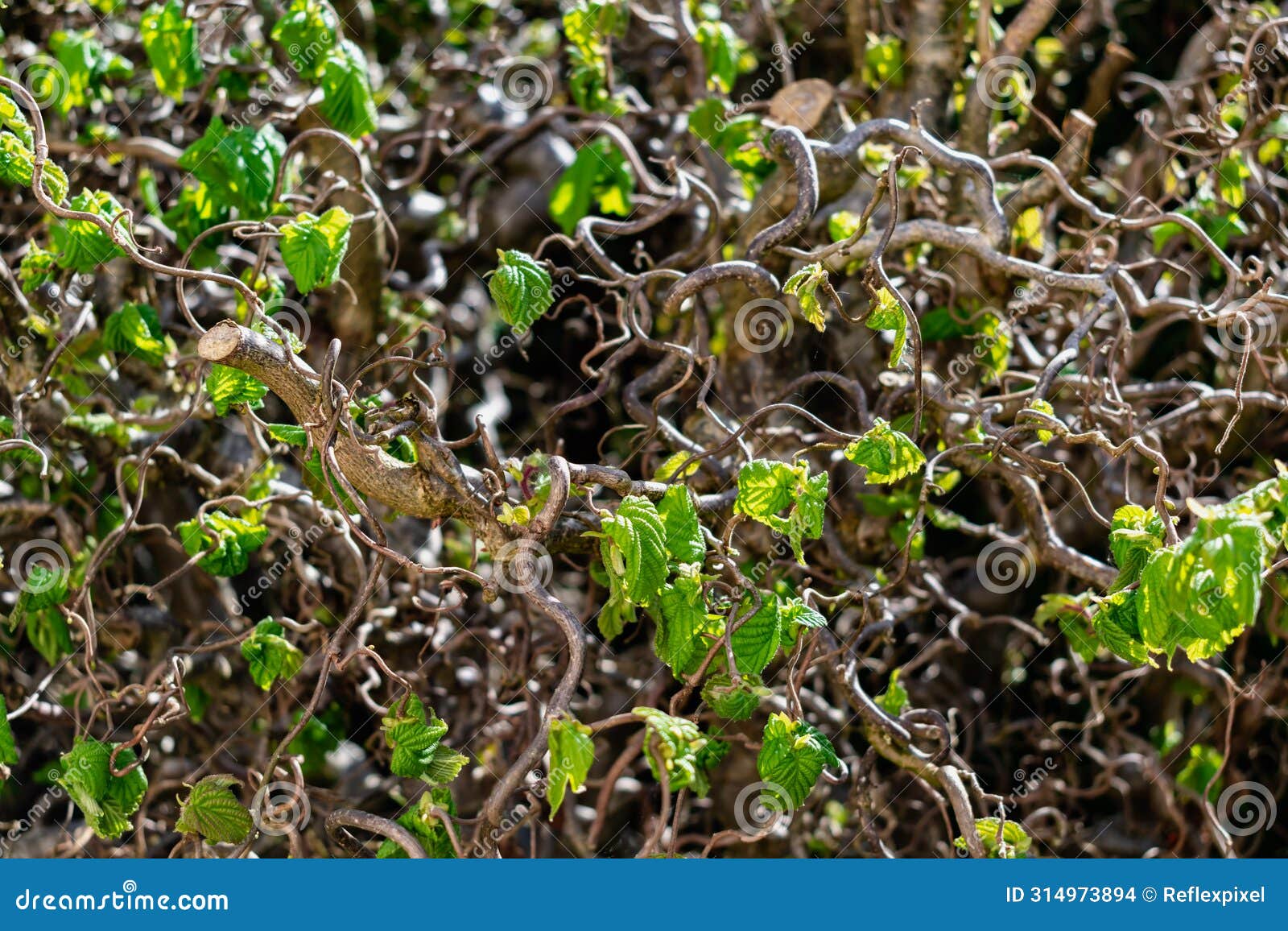 Twisted Hazel Tree in Spring with Wavy Branches and Growing Foliage ...