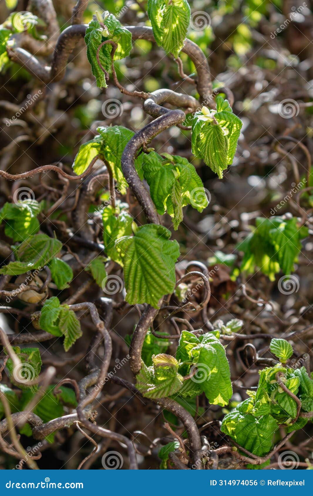 Twisted Hazel Tree in Spring with Wavy Branches and Growing Foliage ...