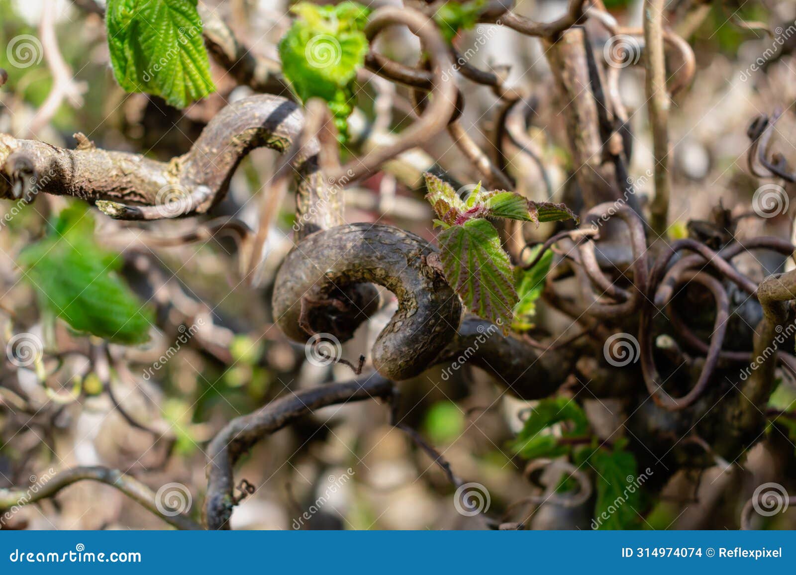 Twisted Hazel Tree in Spring with Wavy Branches and Growing Foliage ...
