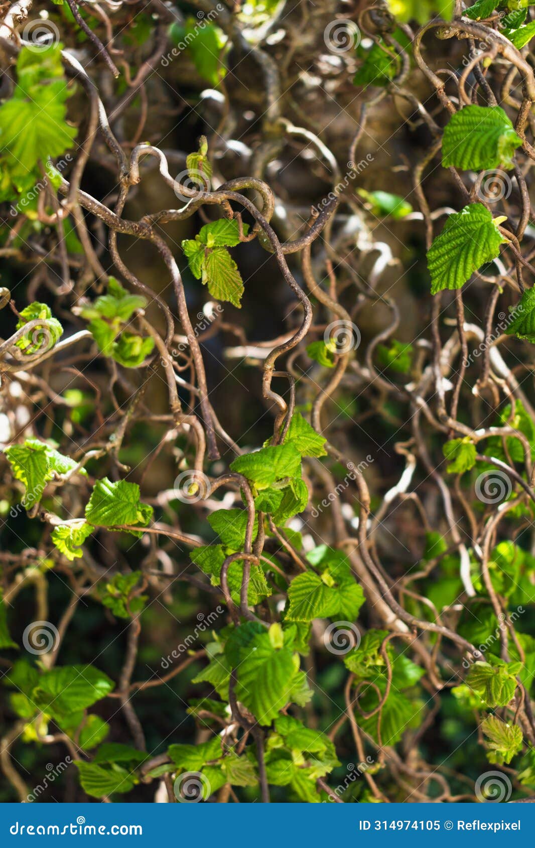 Twisted Hazel Tree in Spring with Wavy Branches and Growing Foliage ...