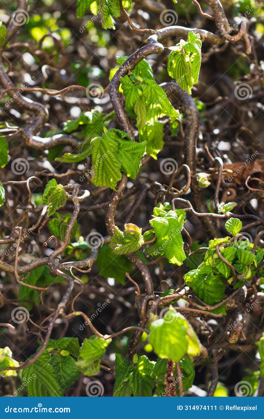 Twisted Hazel Tree in Spring with Wavy Branches and Growing Foliage ...