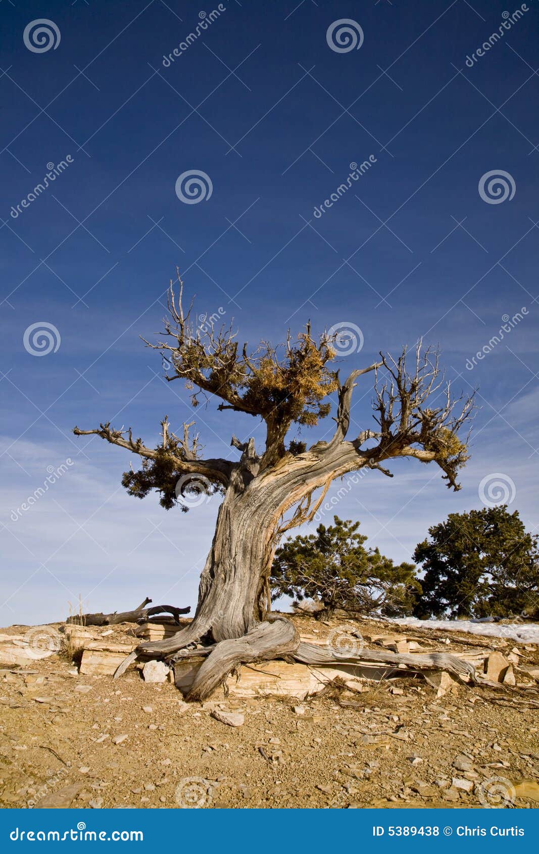 Twisted Juniper Tree stock photo. Image of juniper, utah - 5389438