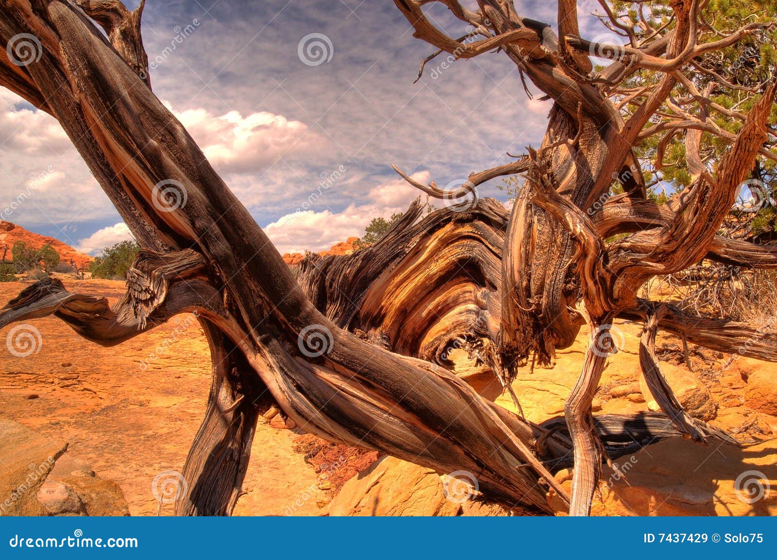 Twisted Juniper Tree stock image. Image of utah, morning - 7437429