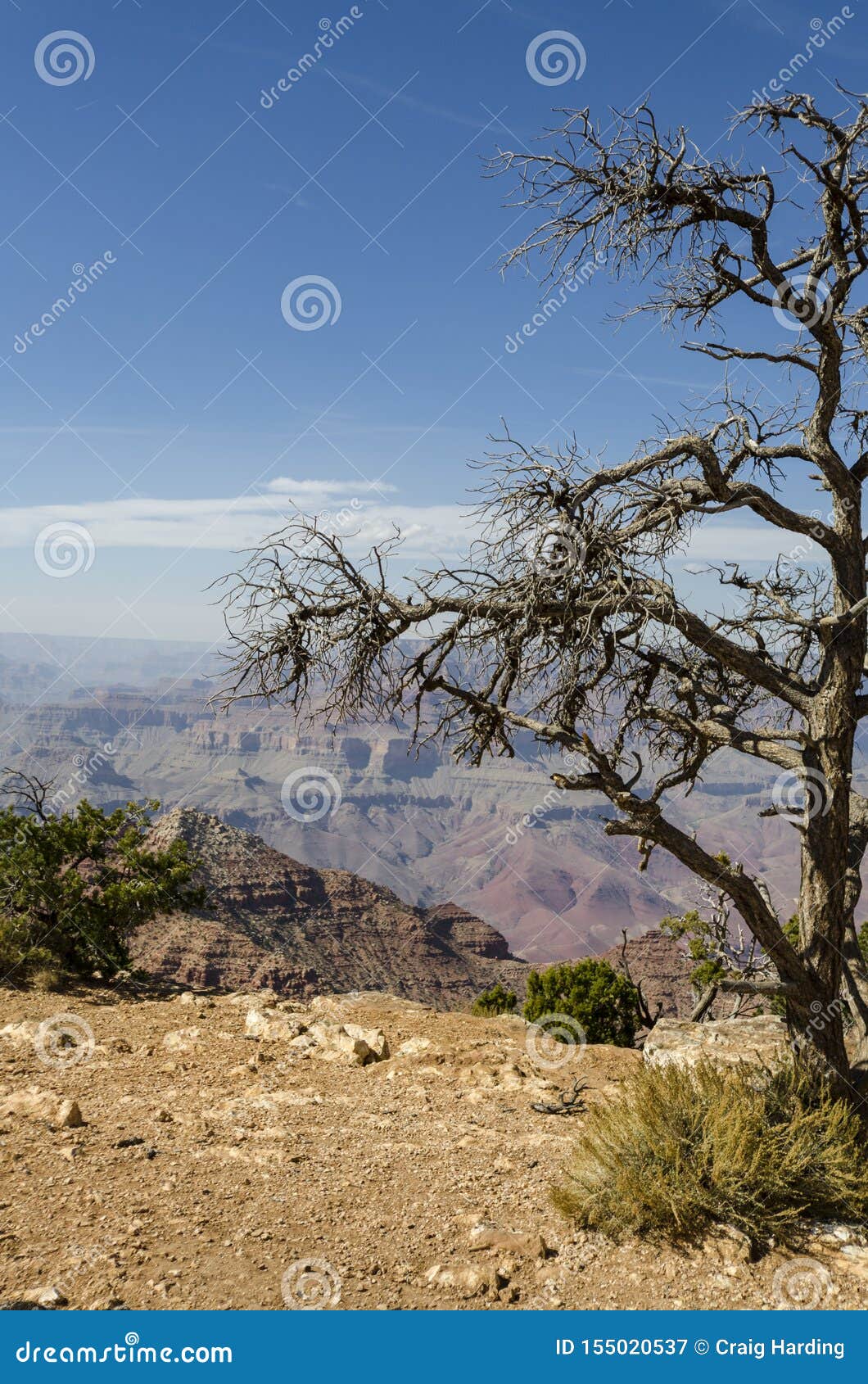 Twisted Juniper Tree Overlooking the Grand Canyon Stock Image - Image ...