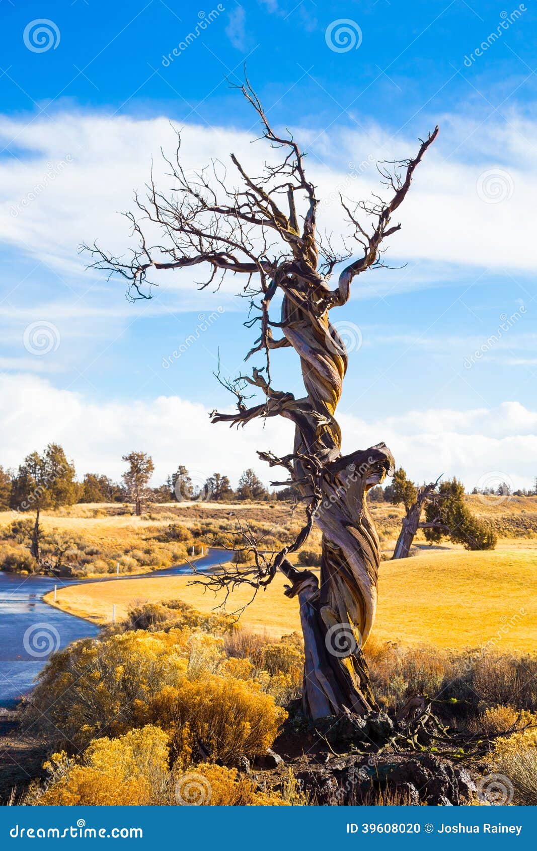 Twisted Juniper Tree in Winter Stock Photo - Image of landscape ...