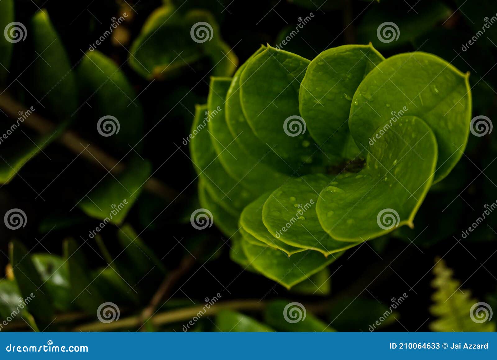 A twisted leaf in nature stock image. Image of freshness - 210064633