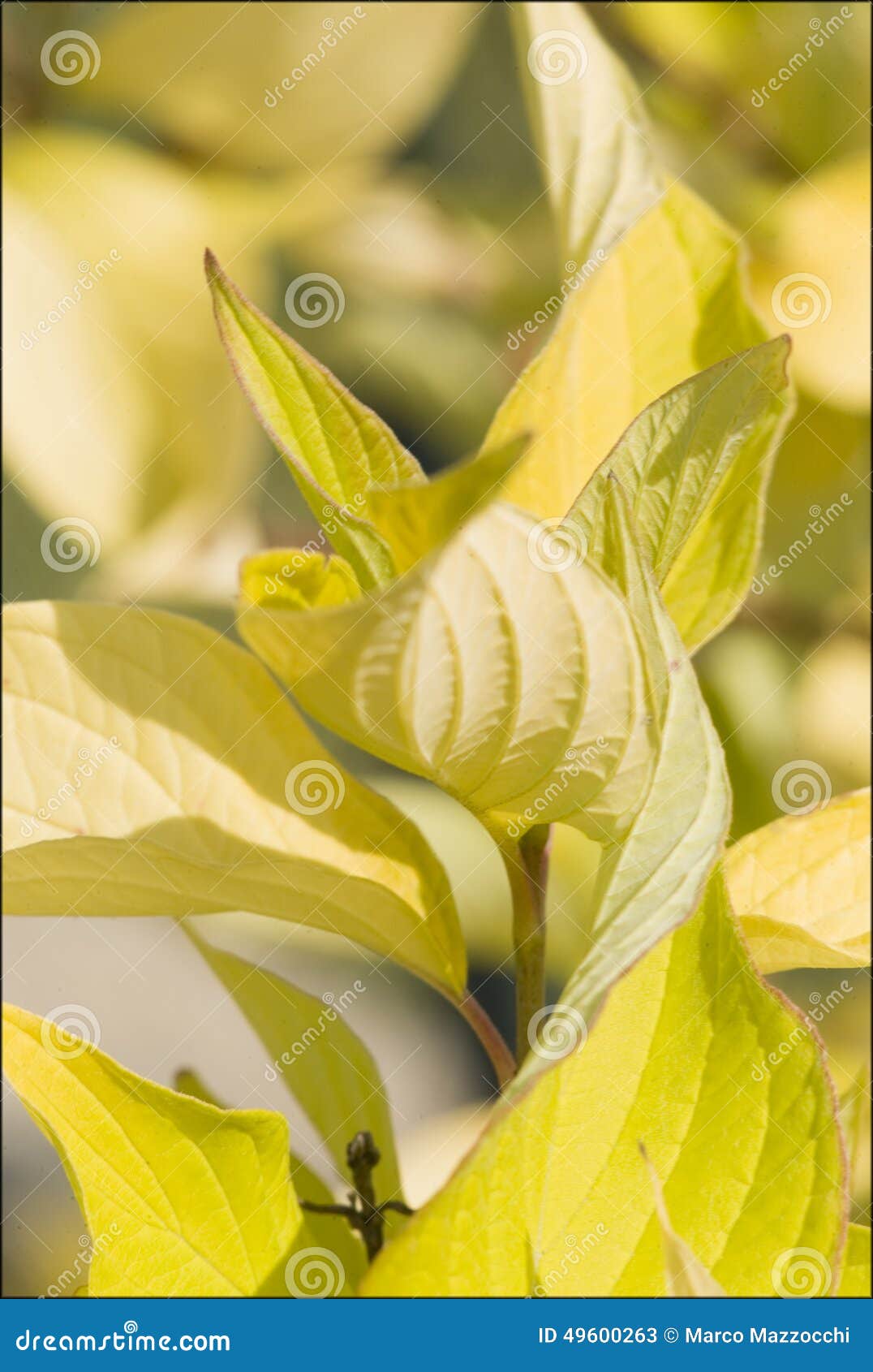 Twisted leaves stock image. Image of romantic, summer - 49600263
