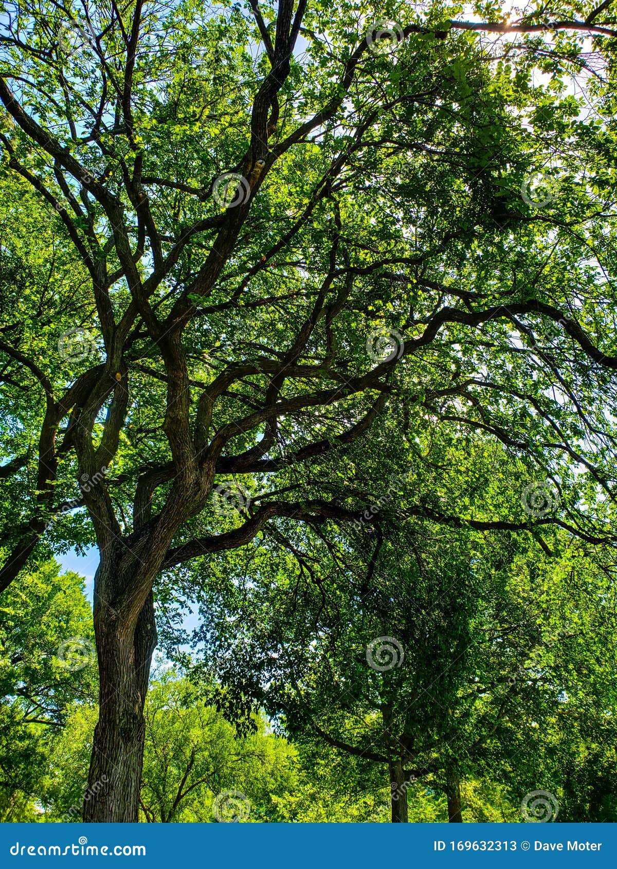 Twisted Limbs stock image. Image of tree, green, nature - 169632313