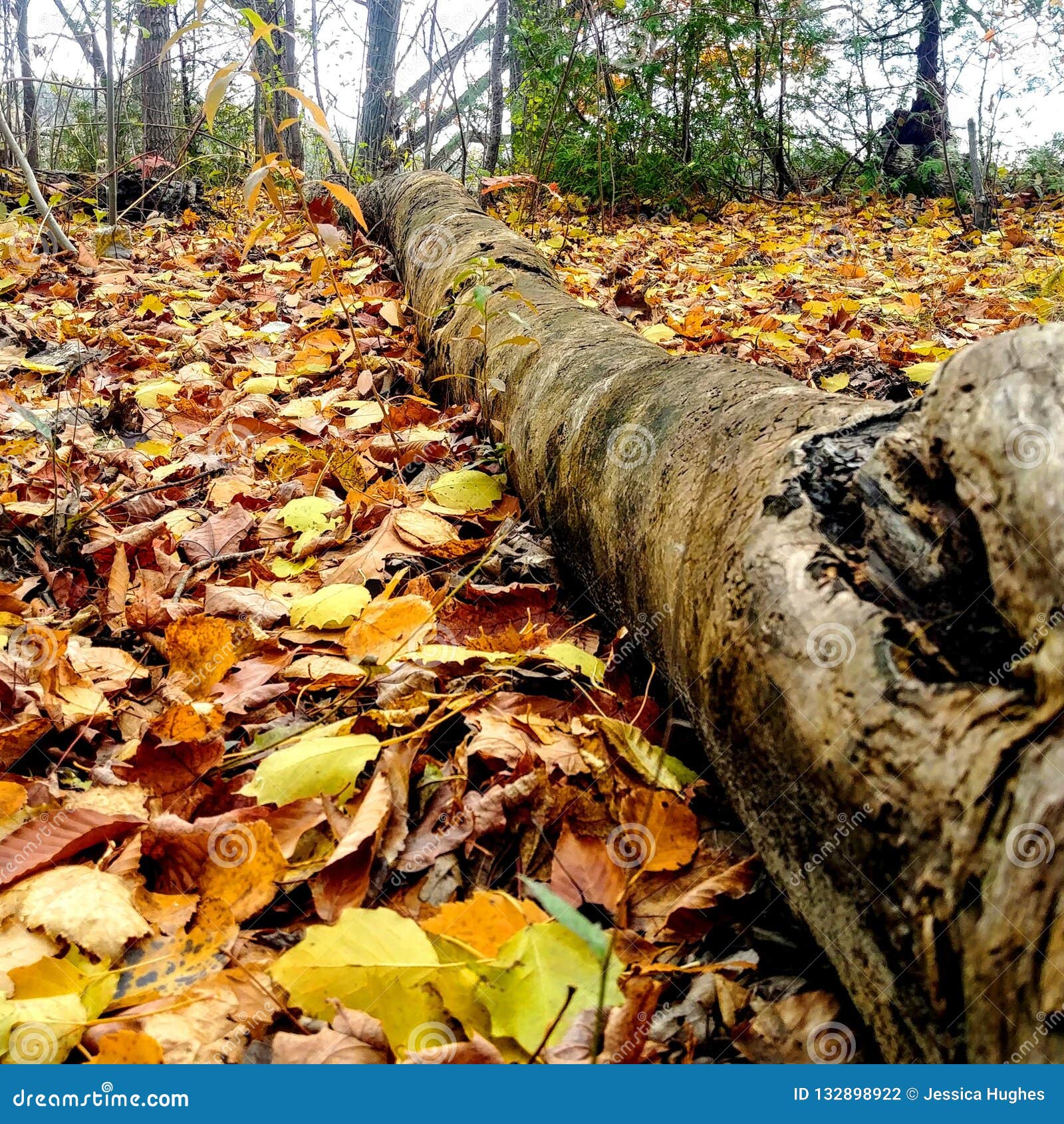 Twisted log stock photo. Image of orange, fallen, autumn - 132898922