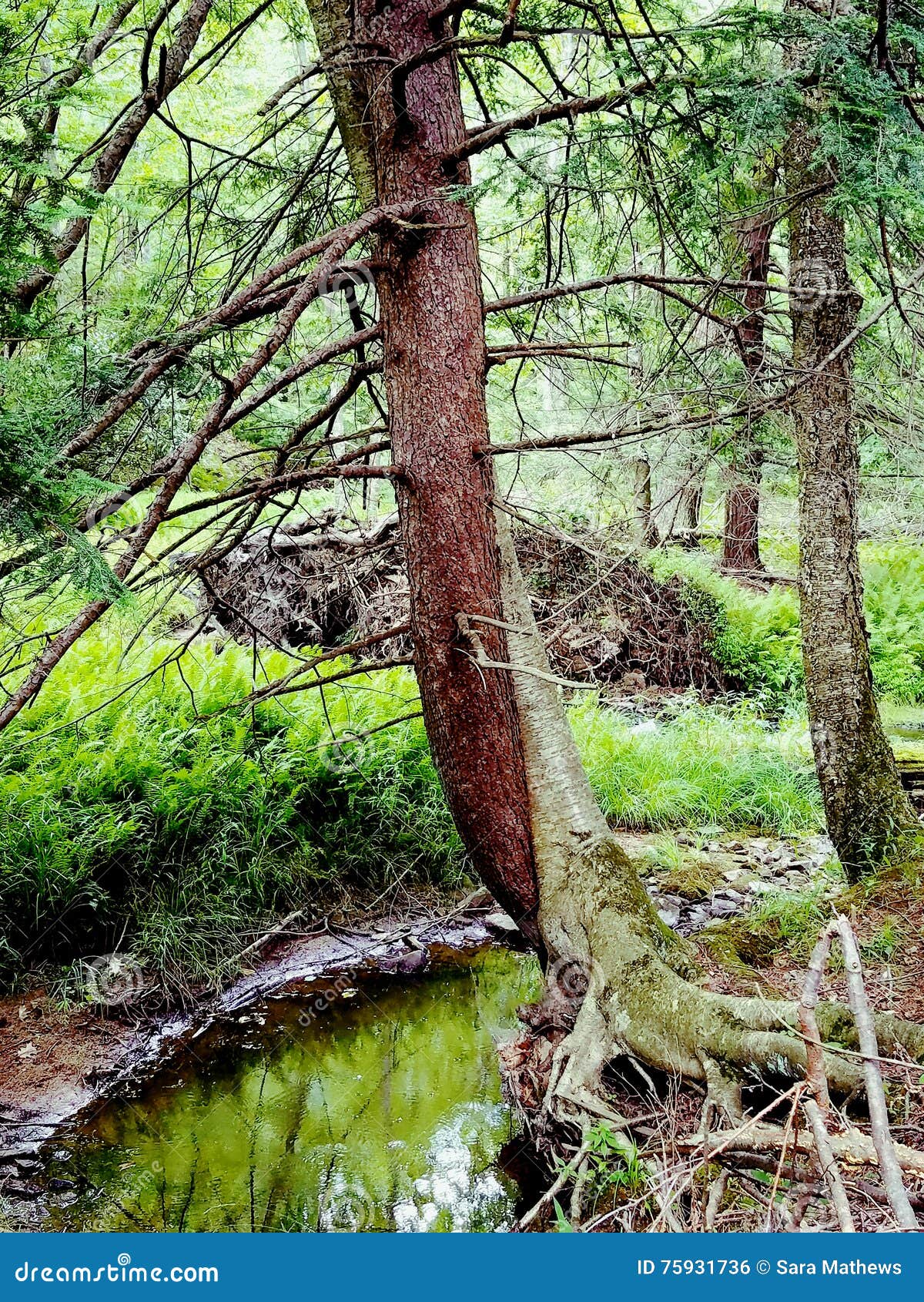 Twisted love stock photo. Image of nature, beauty, growth - 75931736