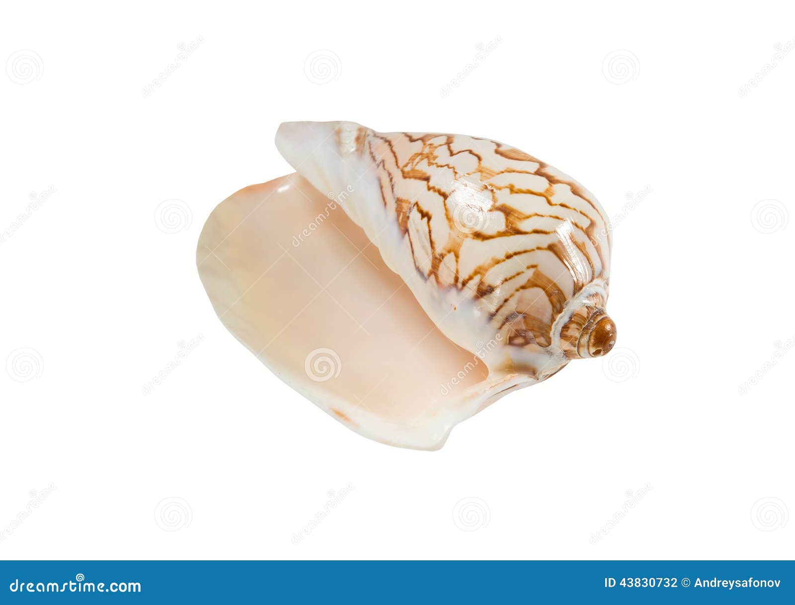 Sea Shell In The Twisted Basket Stock Photo | CartoonDealer.com #23323080