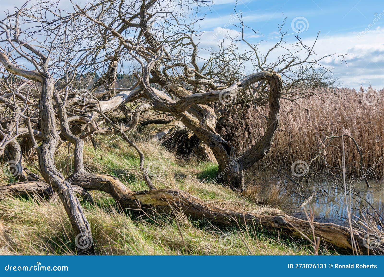 Twisted marsh trees stock image. Image of countryside - 273076131