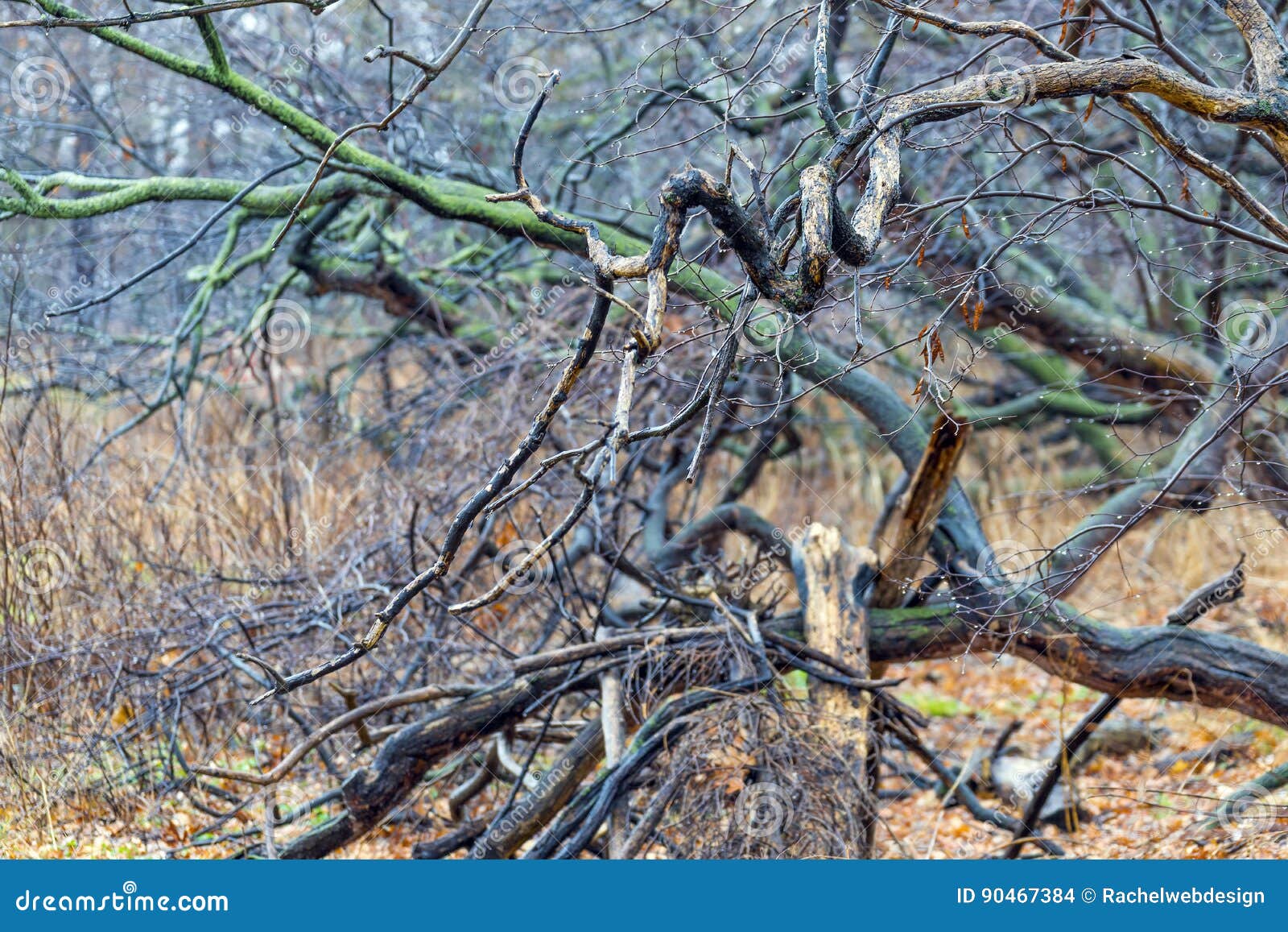 Twisted Moss Covered Tangled Branches in Spring Rain, Water Drop Stock ...
