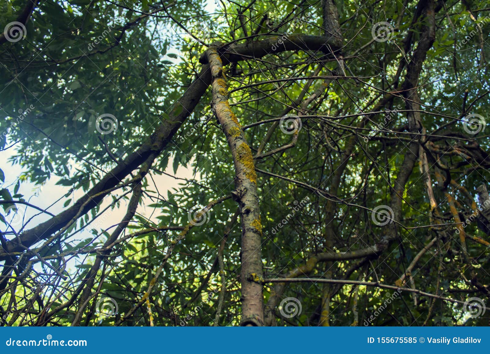Twisted and Moss-covered Tree Branches Stock Image - Image of forrest ...