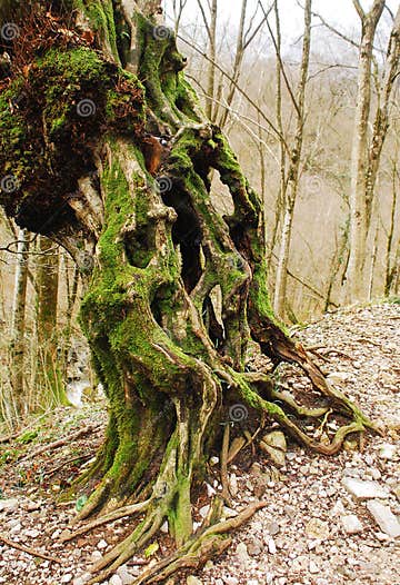 Twisted Mossy Tree stock image. Image of trunks, forest - 38112427