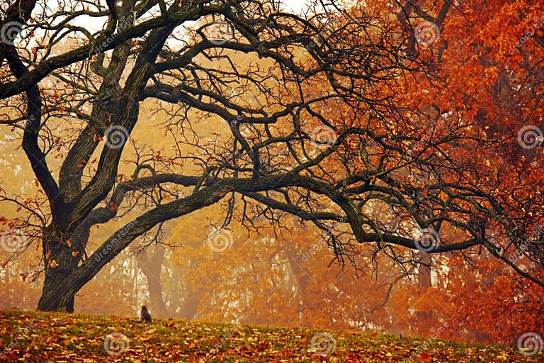 A twisted oak in autumn stock photo. Image of peaceful - 28238172