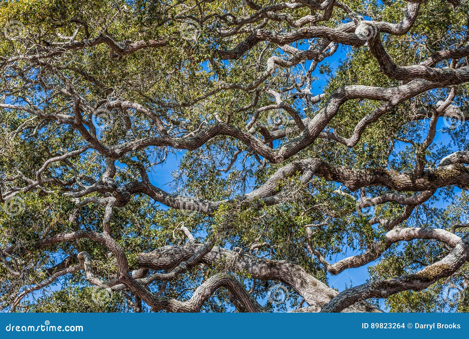 Twisted Oak Limbs stock photo. Image of texture, outside - 89823264
