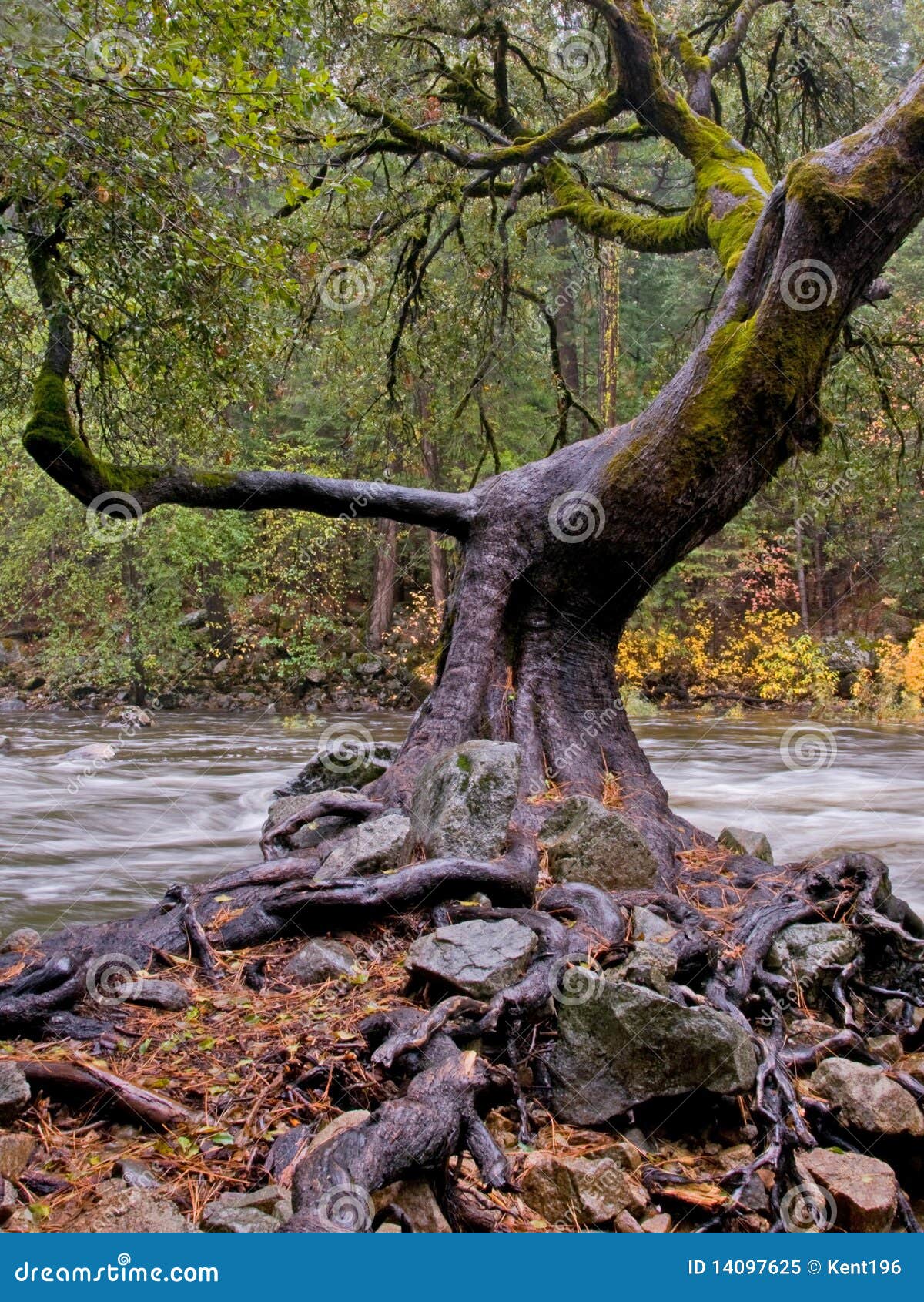 Twisted Oak Tree on Riverbank Stock Image - Image of stream, evergreen ...