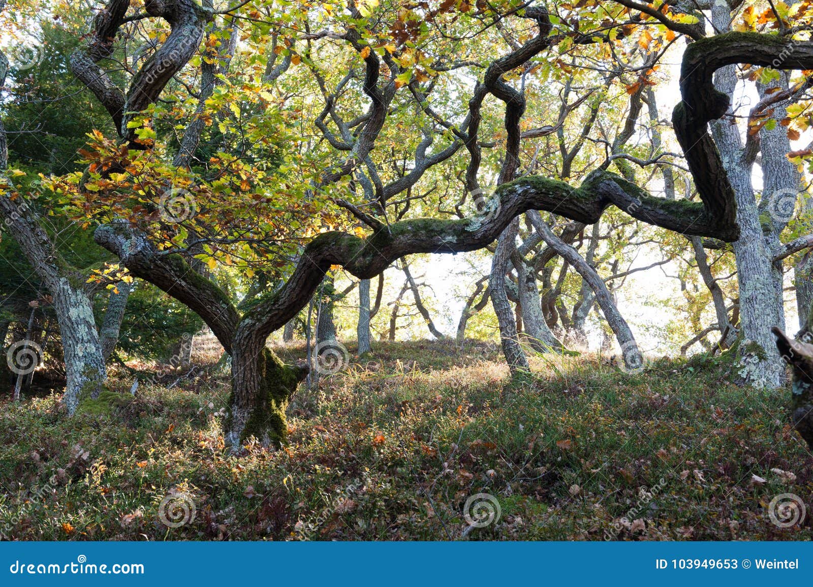 Twisted oaks in autumn stock image. Image of oaks, leafage - 103949653