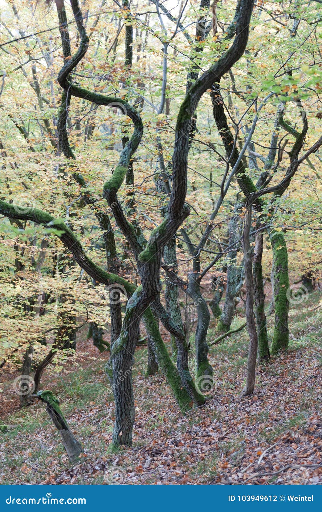 Twisted oaks stock photo. Image of fall, stem, autumn - 103949612