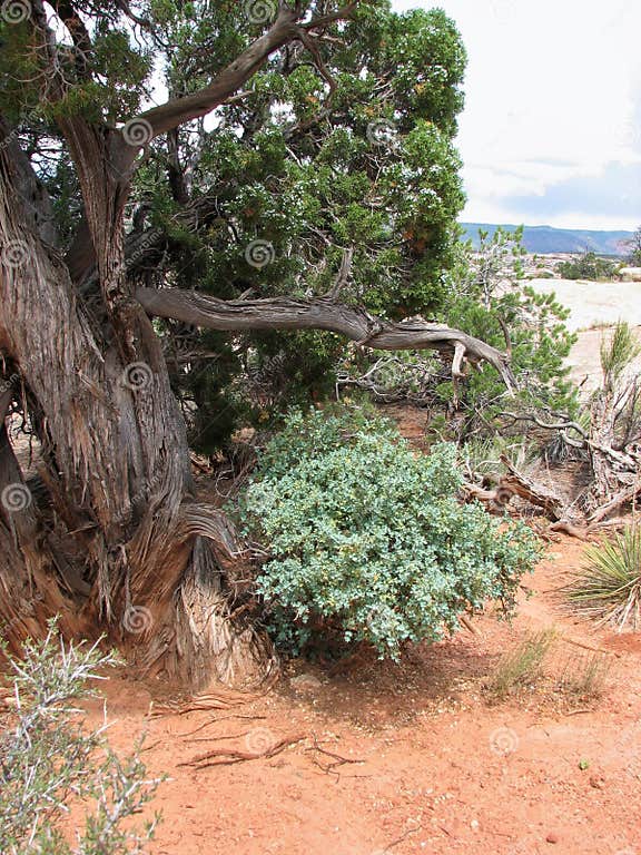 Twisted old tree in desert stock photo. Image of details - 10592112