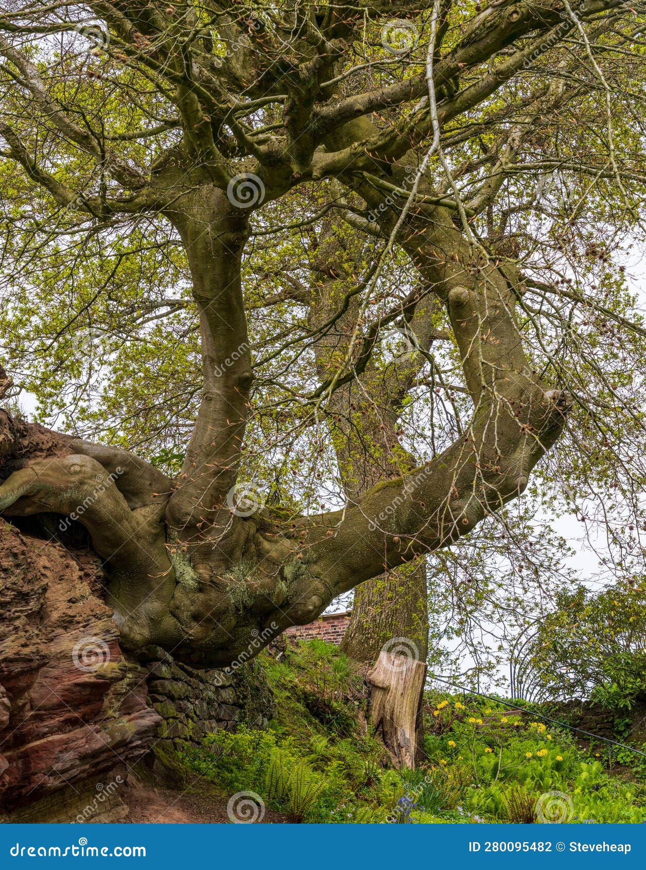 Twisted Old Tree Growing from Red Sandstone Rock Stock Photo - Image of ...