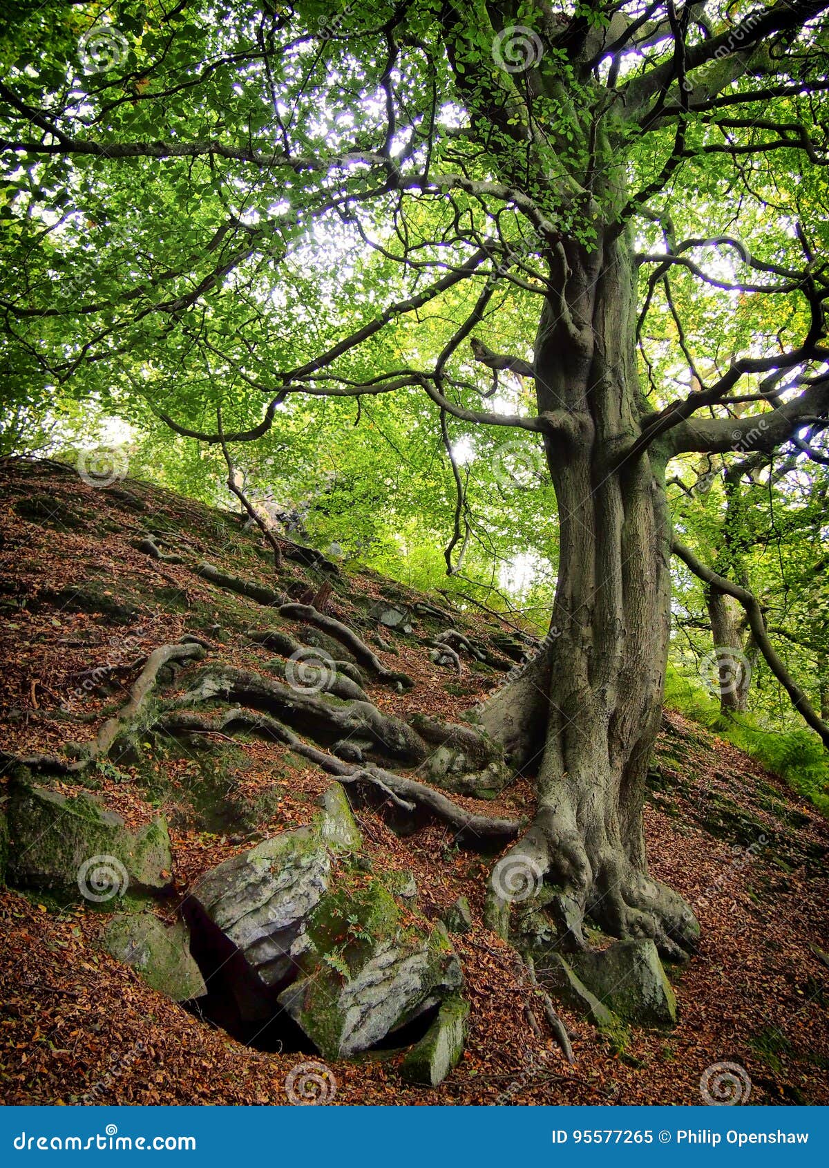 Twisted Old Tree on a Rocky Hillside Stock Image - Image of enchanted ...