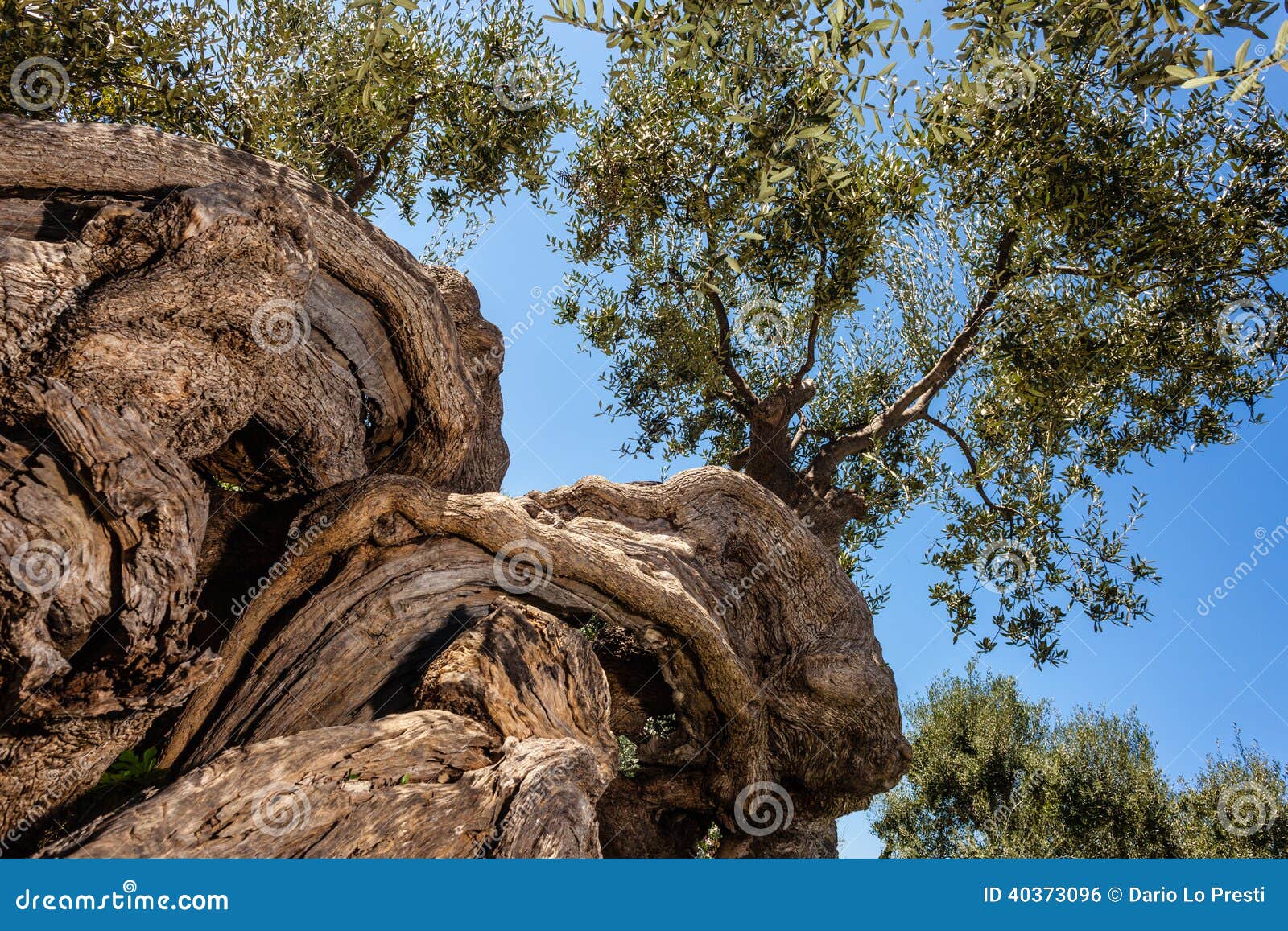 Twisted olive tree stock photo. Image of contorted, growing - 40373096