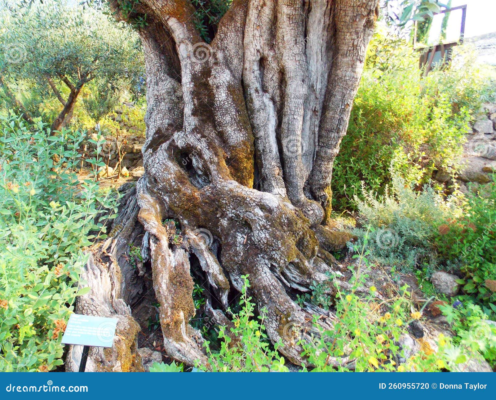 Gnarly Bark of a Twisted Old Olive Tree Stock Photo - Image of forest ...