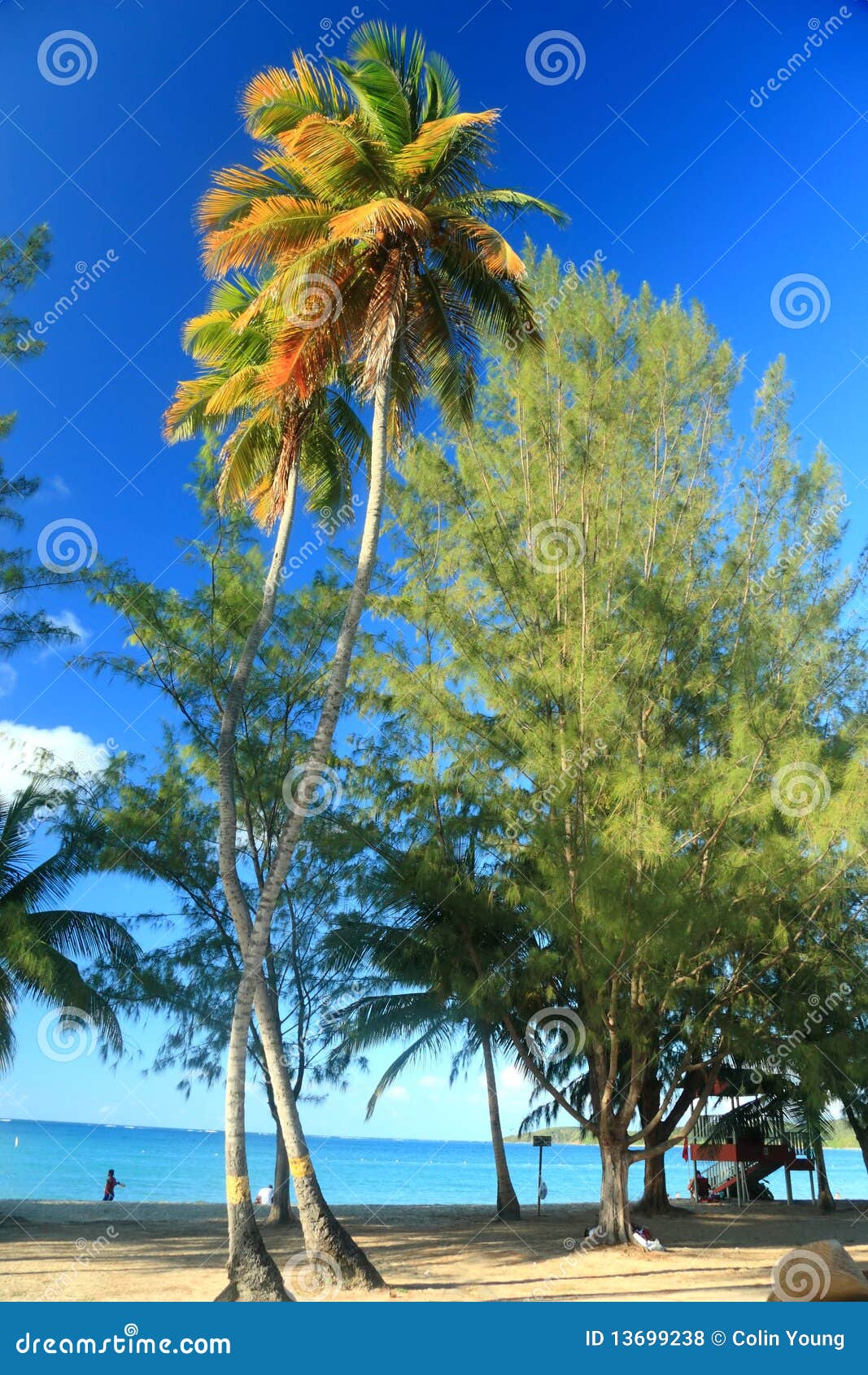 Twisted Palms stock photo. Image of puerto, fajardo, water - 13699238