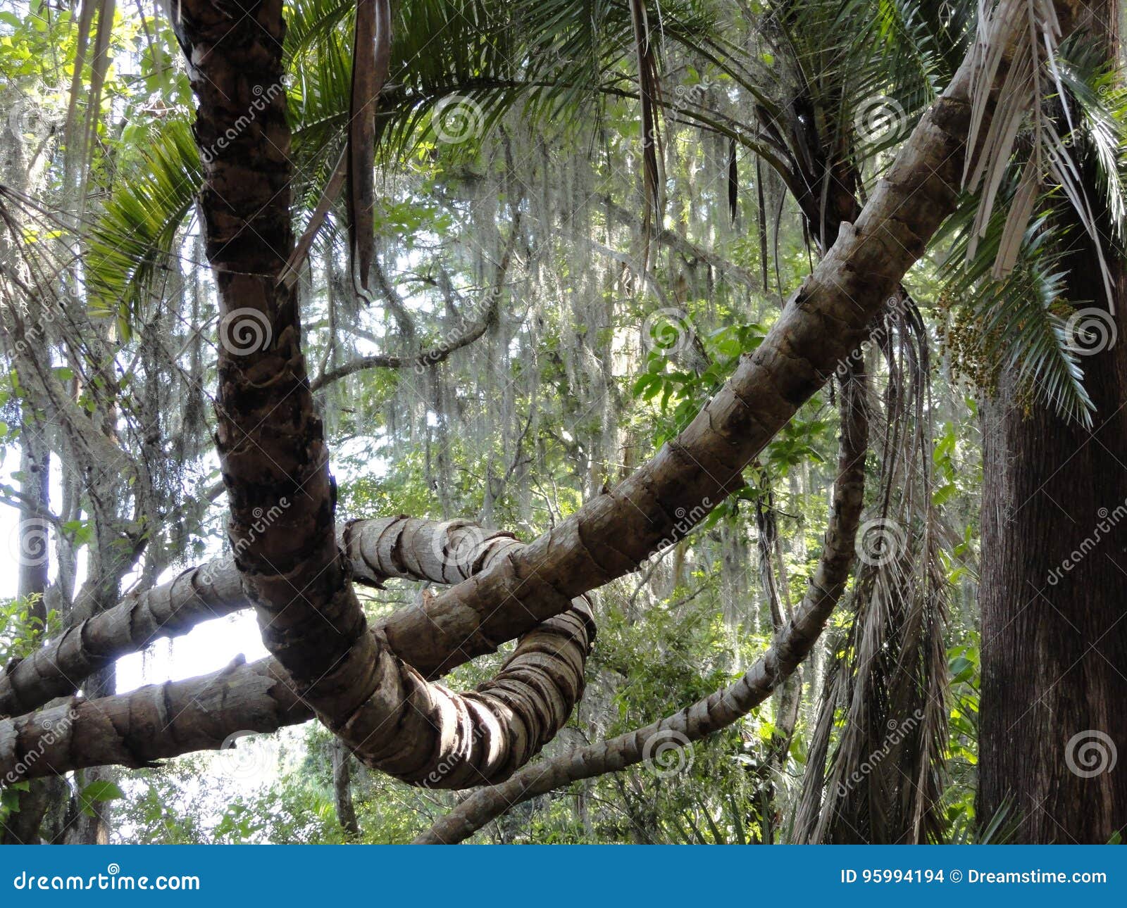 Twisted Palms Trees stock photo. Image of palms, growing - 95994194