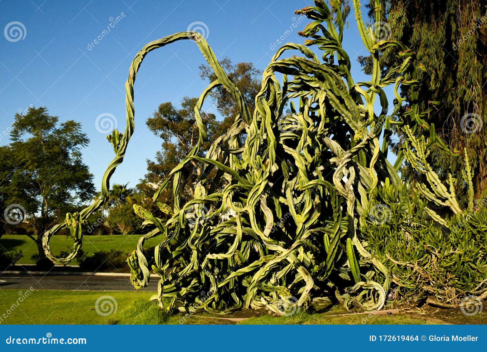 Twisted Patterns of Nature stock photo. Image of diego - 172619464