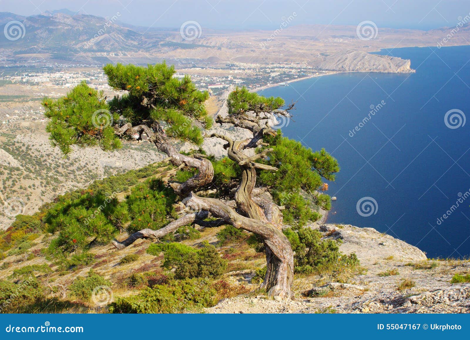Twisted pine tree stock image. Image of sunny, landscape - 55047167