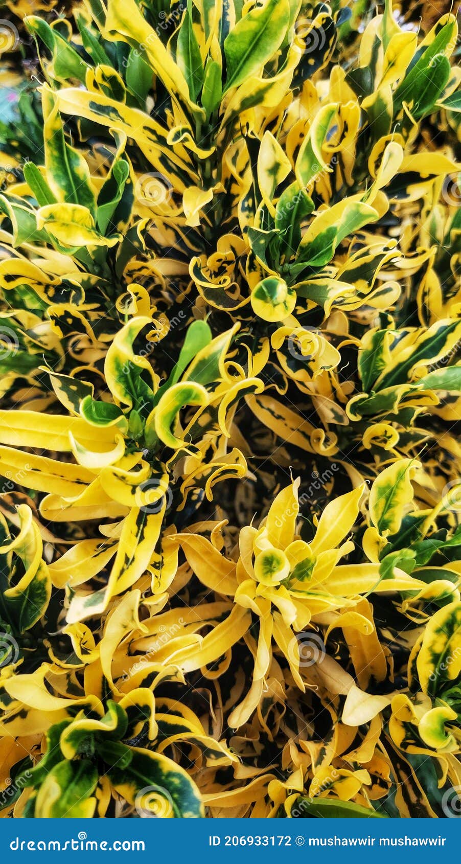 Puring Jet Plants Stock Photography | CartoonDealer.com #268313900