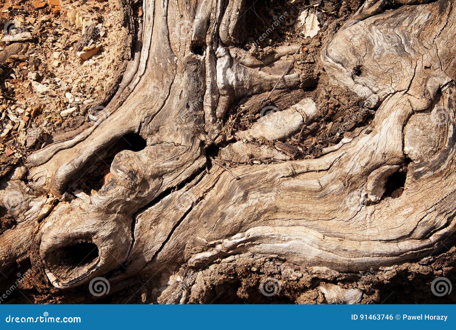 Twisted root of the tree stock photo. Image of river - 91463746